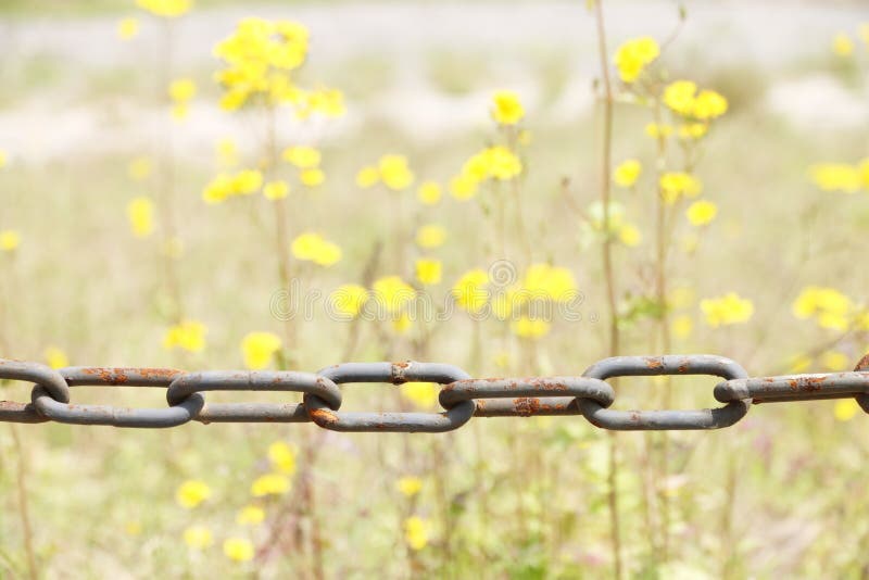 Chain stock photo. Image of grass, rusty, rust, flower - 42429922