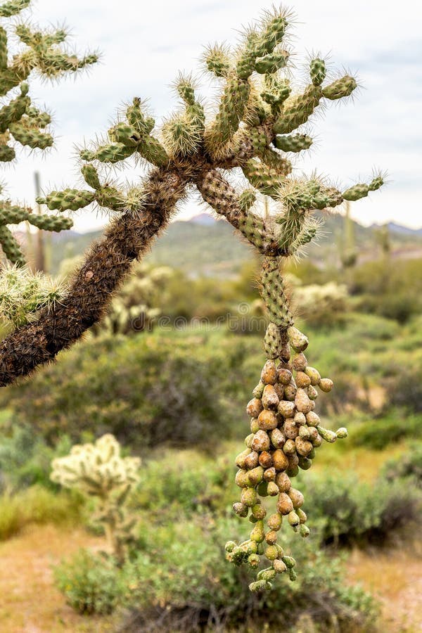 Chain Fruit Cholla with Long Fruit Bundle in Blurred Background Stock ...