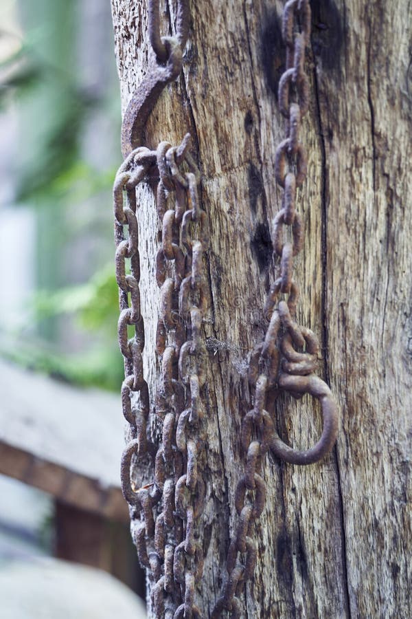 Chain hanging on a tree stock photo. Image of network - 124617124