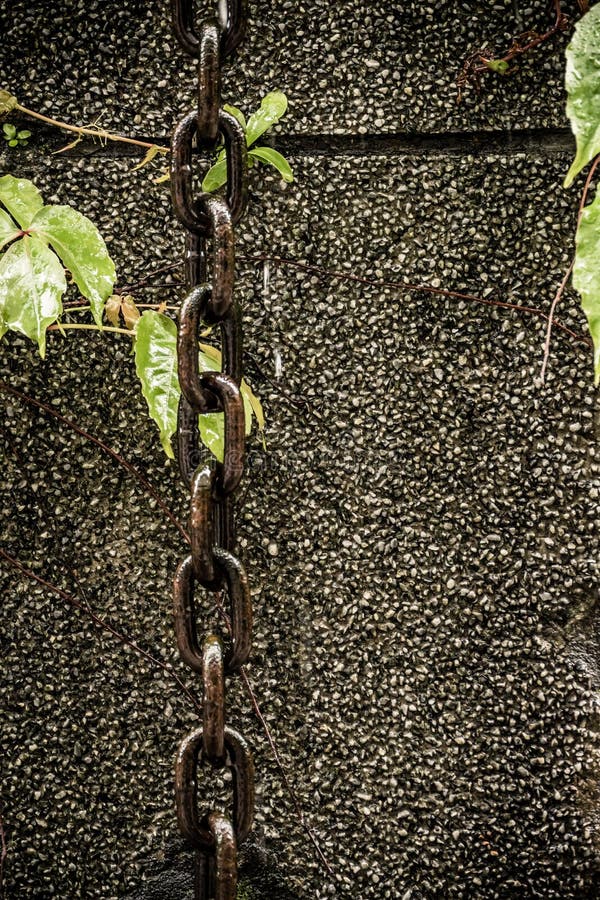 Chain and leaves on wall stock photo. Image of leaves - 71137832