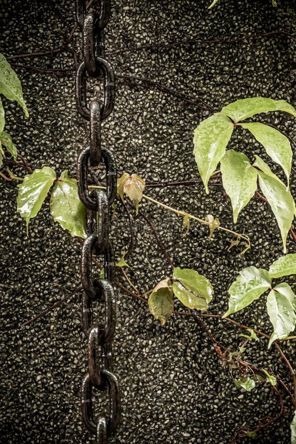 Chain and leaves on wall stock photo. Image of plant - 71139156