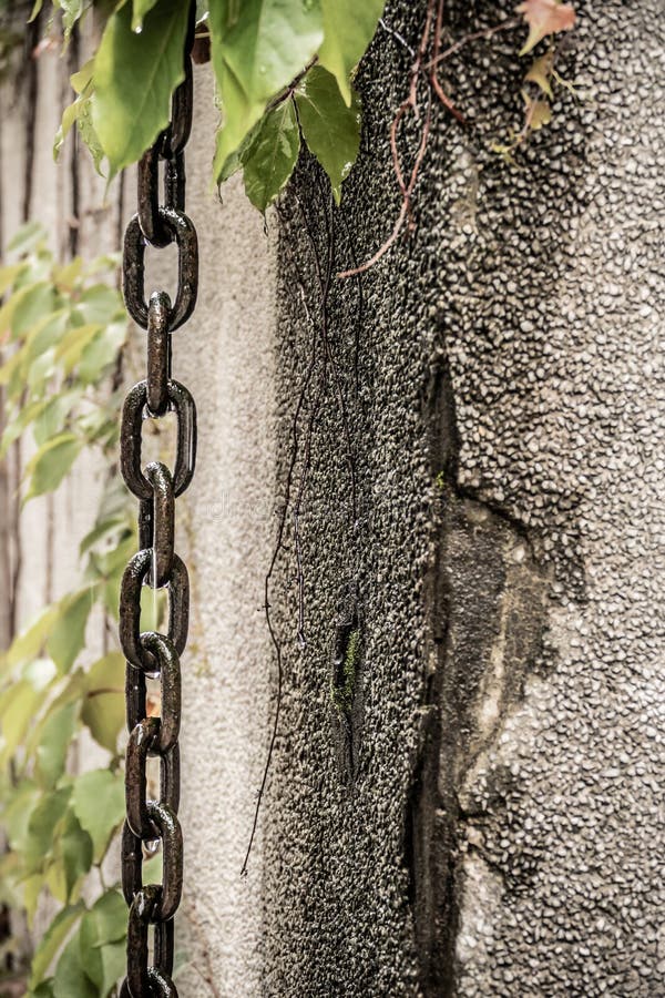 Chain and leaves on wall stock photo. Image of trunk - 71140538