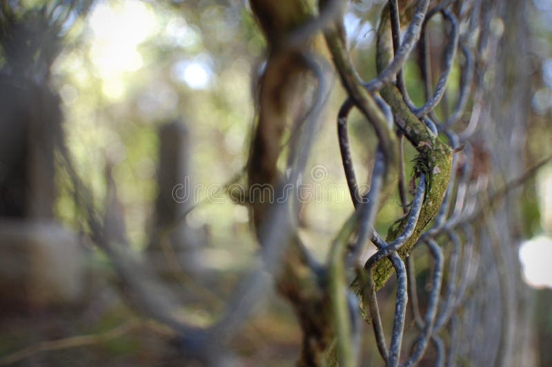 Chain Link Fence stock image. Image of intertwined, vines - 92404405