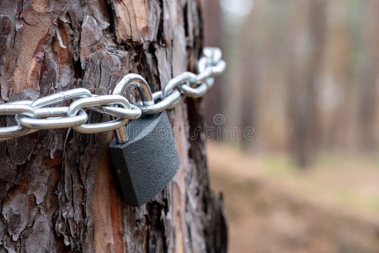 Chain and Lock Side View Hanging on the Tree Stock Photo - Image of ...