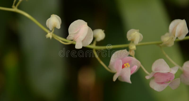 Chain of Love flowers stock image. Image of petite, charming - 103736599