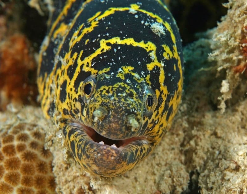 Chain Moray - Bonaire, Netherl Stock Image - Image of coral, tropical ...