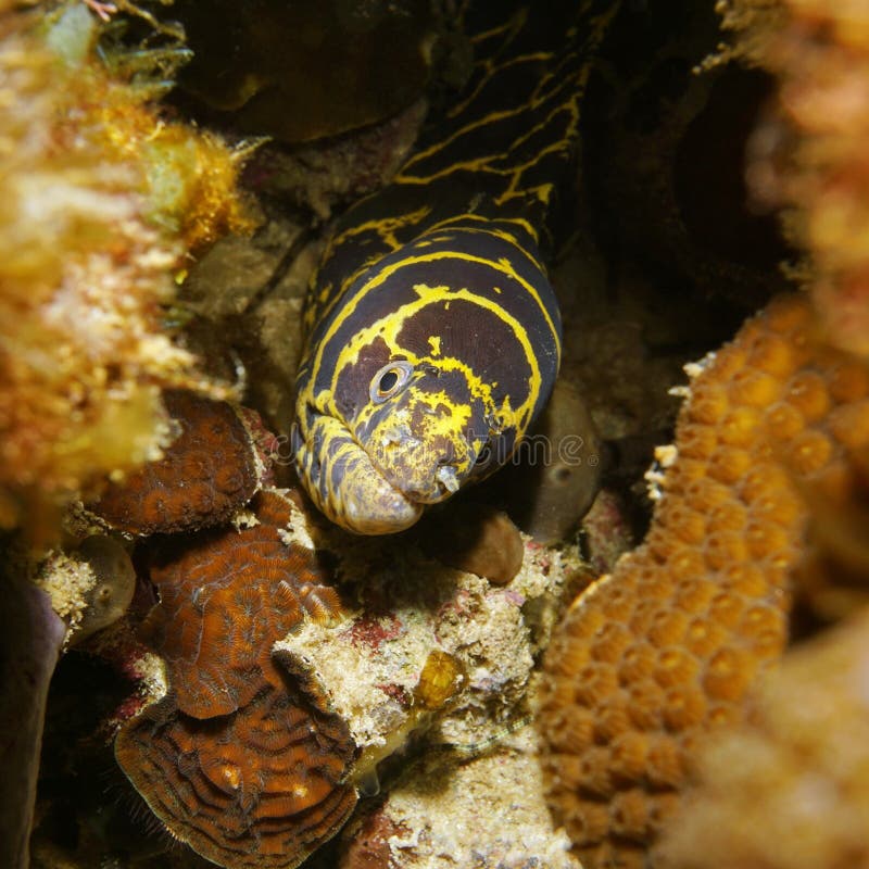 Chain Moray Eel Head Underwater Hidden in a Hole Stock Photo - Image of ...