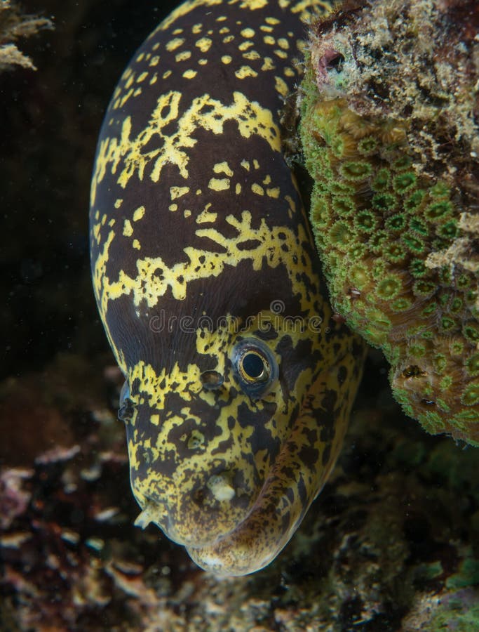 Chain moray eel on a reef. stock image. Image of marine - 32724997