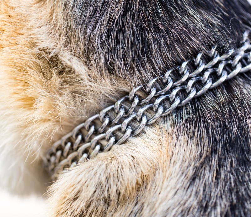 Chain on the neck of a dog stock photo. Image of sitting - 93148326