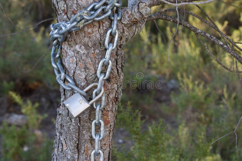 Chain and Padlock on the Bark of a Pine To Eventually Close the Path To ...