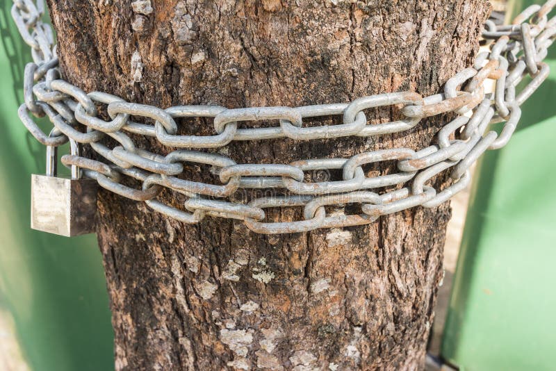 Chain and Padlock for Prevent People Cut Timber , Save Tree Con Stock ...