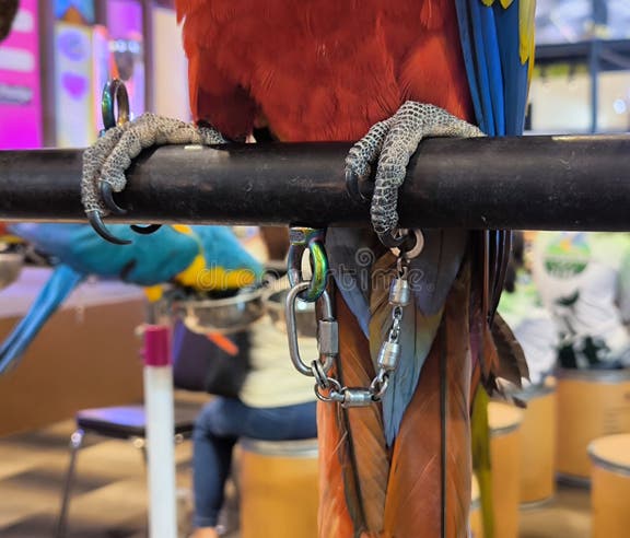 The Chain for Parrot on His Leg Stock Photo - Image of blue, footwear ...