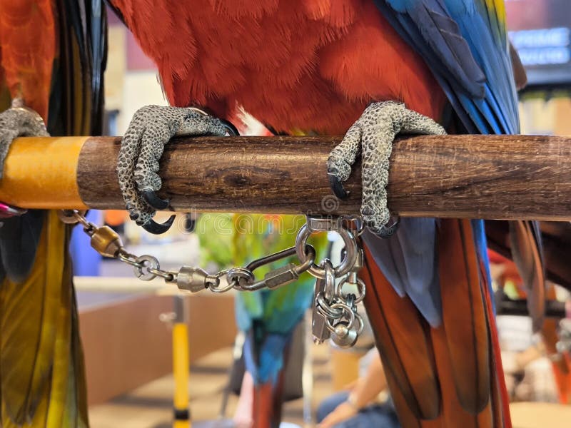 The Chain for Parrot on His Leg Stock Photo - Image of macaw, coastline ...