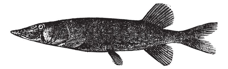 Chain Pickerel Esox Reticulatus, Isolated on White Ilustração do Vetor ...