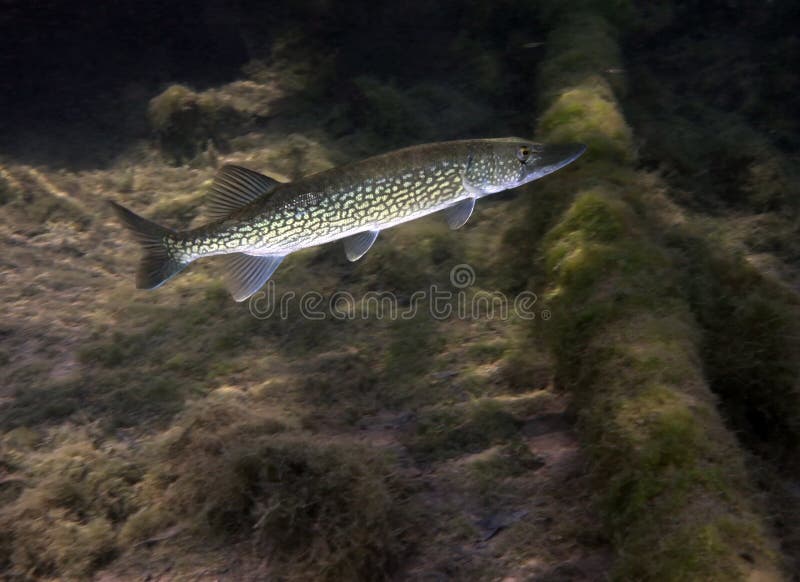 Chain Pickerel - Profile stock photo. Image of marine - 23142246