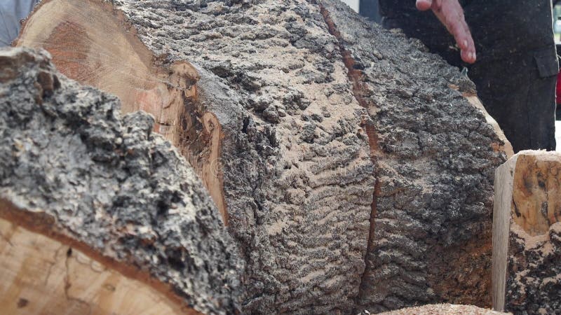 Chain Saw Cuts a Fallen Tree, Stock Video - Video of protective, work ...