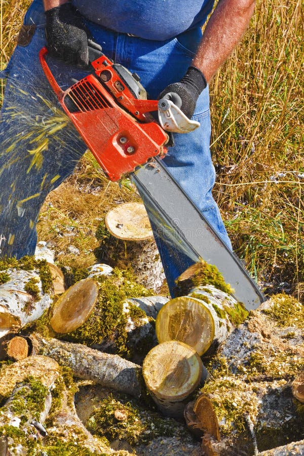 Chain Sawing Poplar Large Log Stock Photo - Image of grass, moss: 33274348