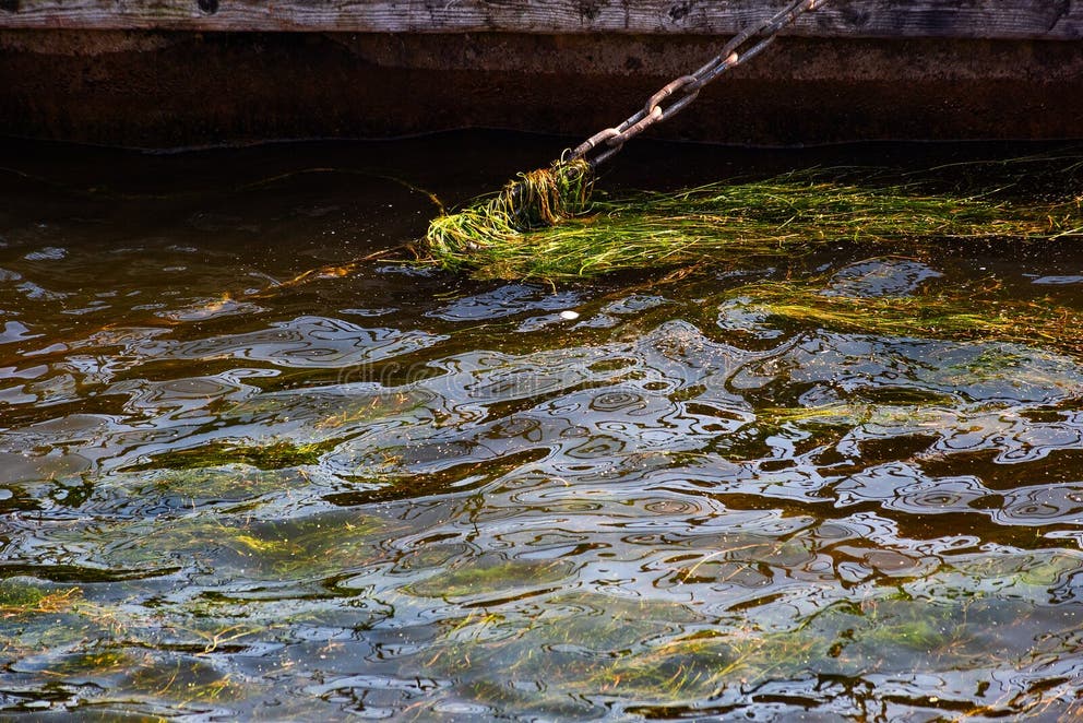 Chain with Slime Goes Under Water on a Dock Stock Image - Image of ...