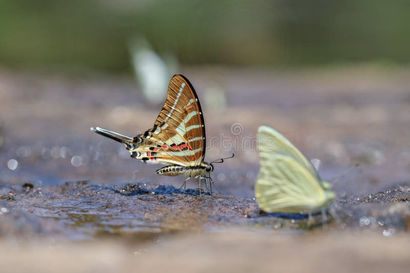 Swardtail Graphium Stock Photos - Free & Royalty-Free Stock Photos from ...