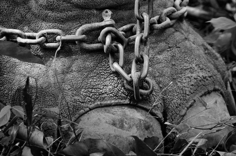 A Chain Tied To the Foot of an Elephant. Stock Photo - Image of grass ...