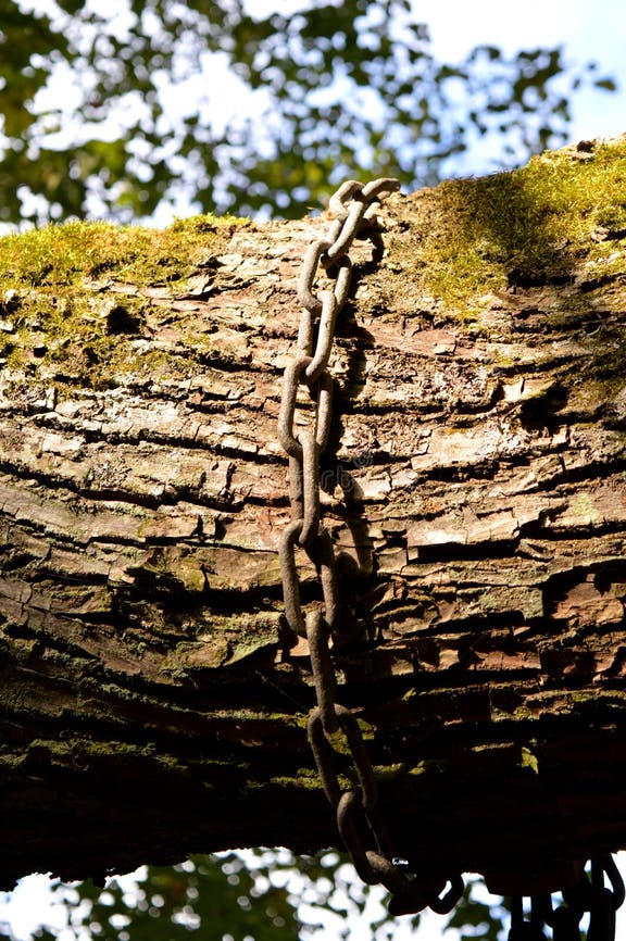 Chain tree stock image. Image of tree, landscape, chain - 60918639