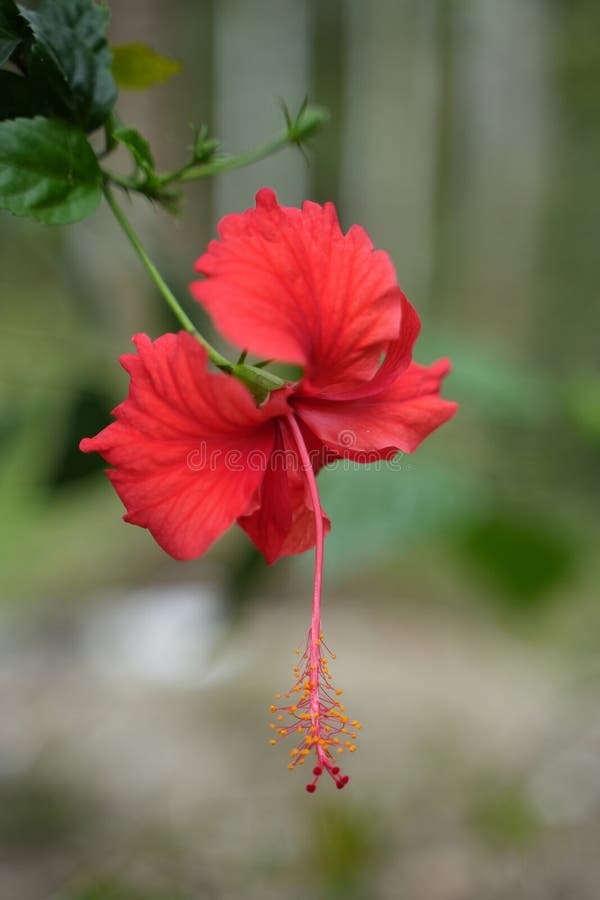 Chaina Rose Flower Bloomed on the Tree. Stock Image - Image of bloomed ...