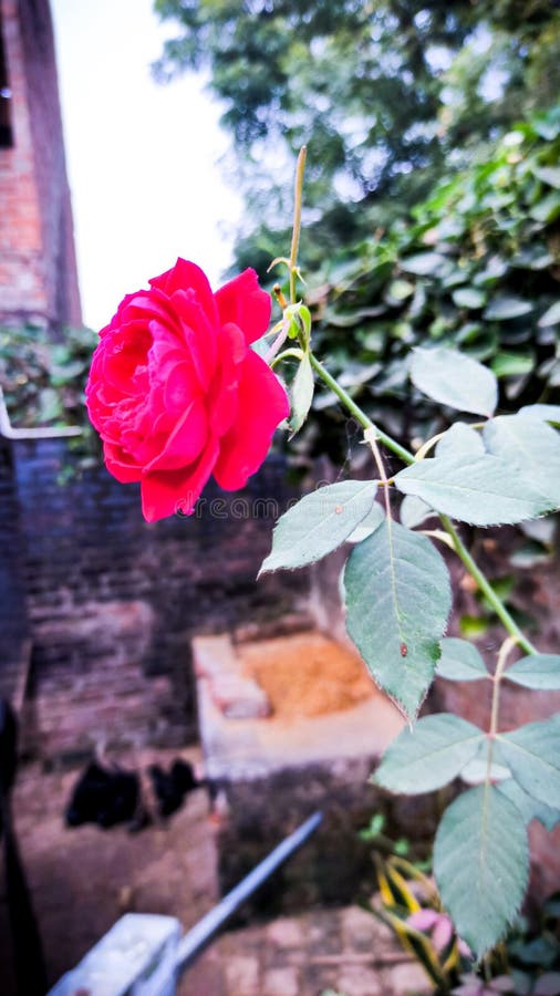 Chaina Rose in Indian Garden Just Stock Photo - Image of rose, garden ...