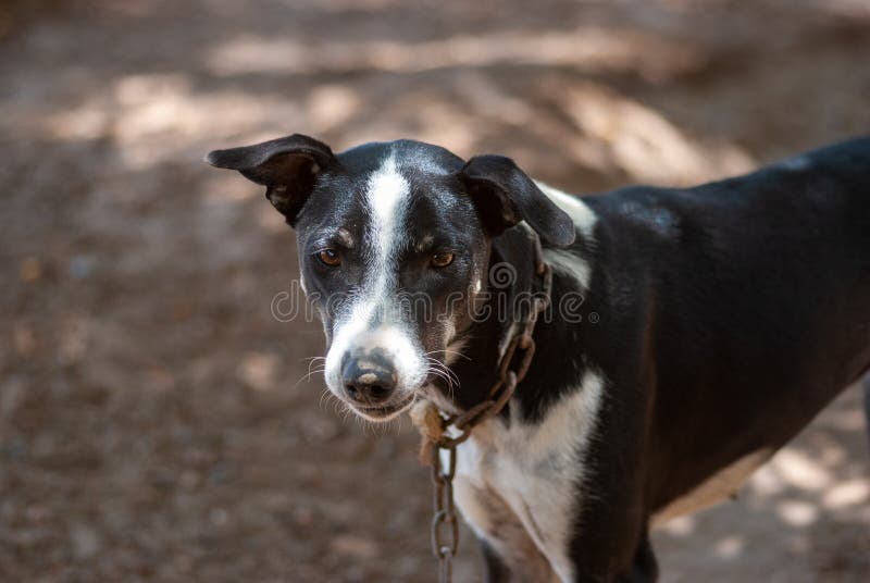 Wadi Dog Photos - Free & Royalty-Free Stock Photos from Dreamstime