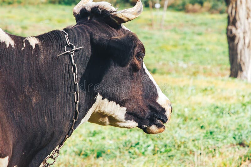 Cow Chain Stock Photos - Download 1,110 Royalty Free Photos