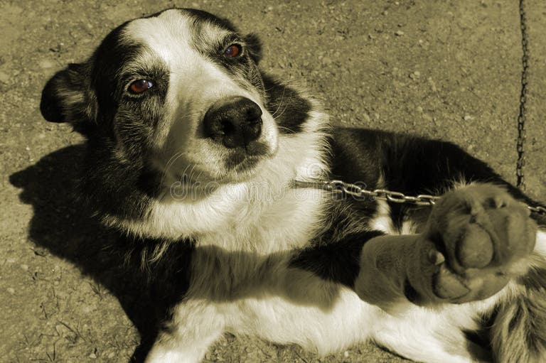 Chained dog stock photo. Image of bound, animal, chains - 577538