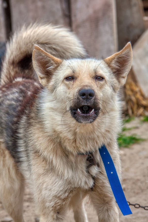 Chained dog stock photo. Image of mammal, countryside - 192481384