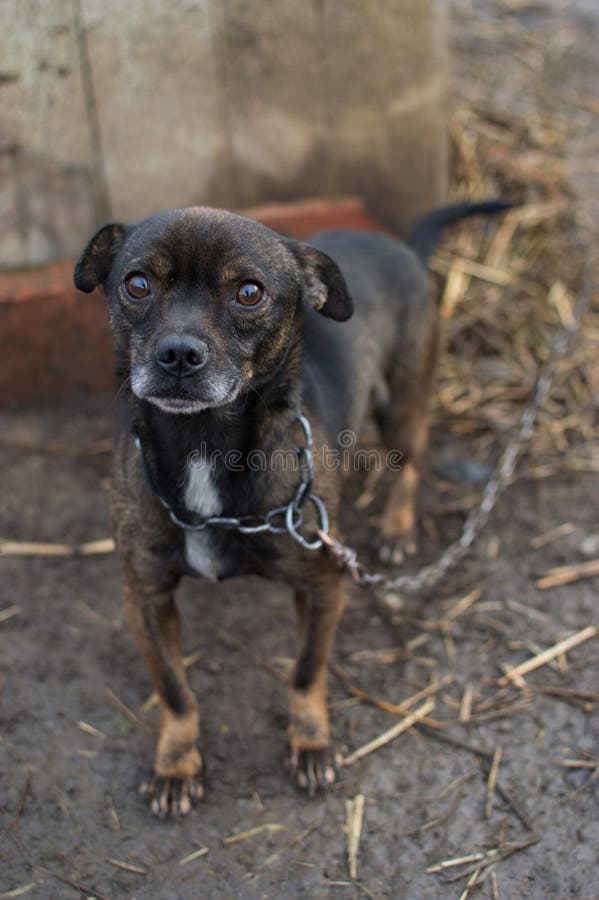 Chained dog stock photo. Image of guardian, animal, cute - 49492932
