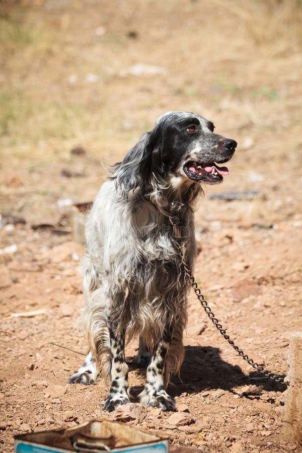 Chained dog stock photo. Image of beauty, dogs, guardian - 54390840