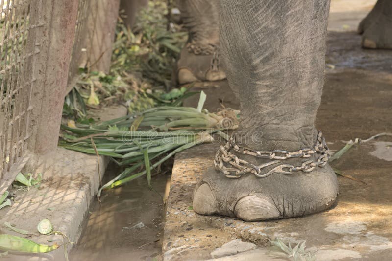 Chained - Elephant Legs Tied with a Iron Chain Stock Photo - Image of ...