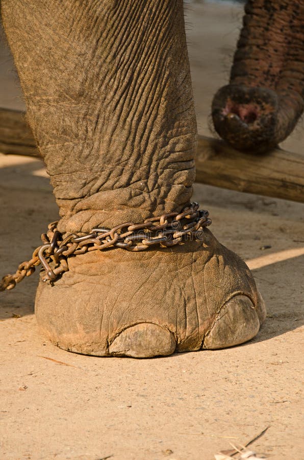 Chained elephant leg stock image. Image of freedom, fingernail - 37461721