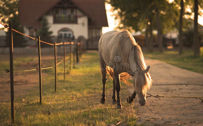 104 Chained Horse Stock Photos - Free & Royalty-Free Stock Photos from ...