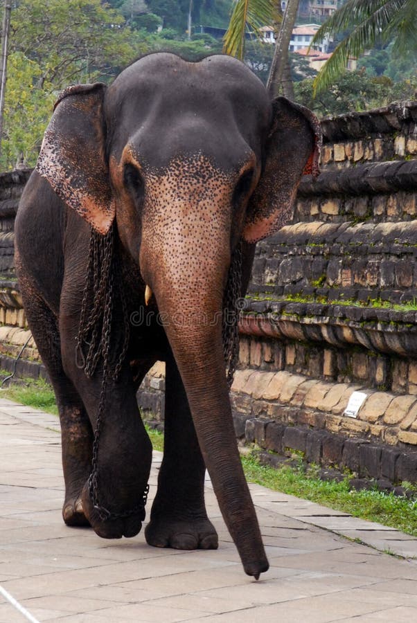 Chained Indian Elephant stock image. Image of tusks, smallelephant ...