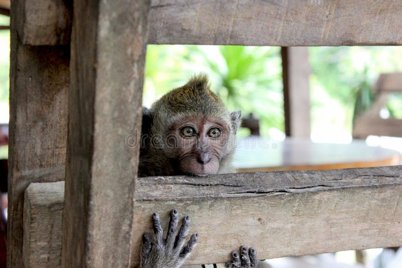 Chained Monkey stock image. Image of animals, captured - 23918995 Chained Monkey stock image. Image of animals, captured - 23918995