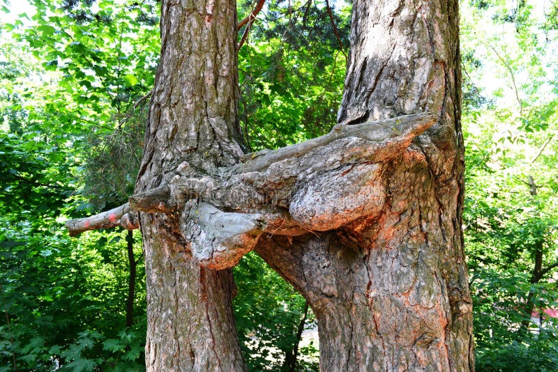 Chained into one stock image. Image of shackled, park - 77317063