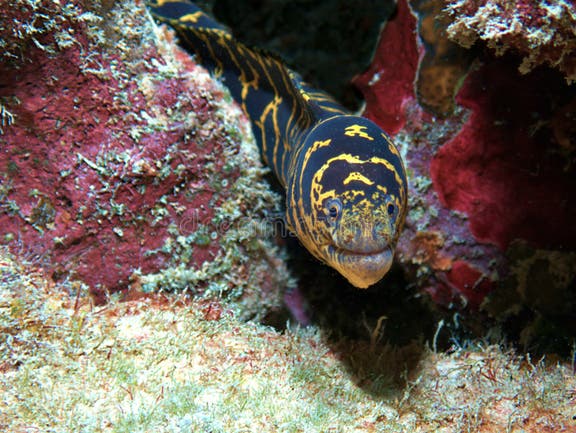 Chainlink Moray Eel stock photo. Image of organism, chainlink - 224104540