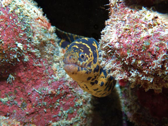 Chainlink Moray Eel stock photo. Image of underwater - 224104562