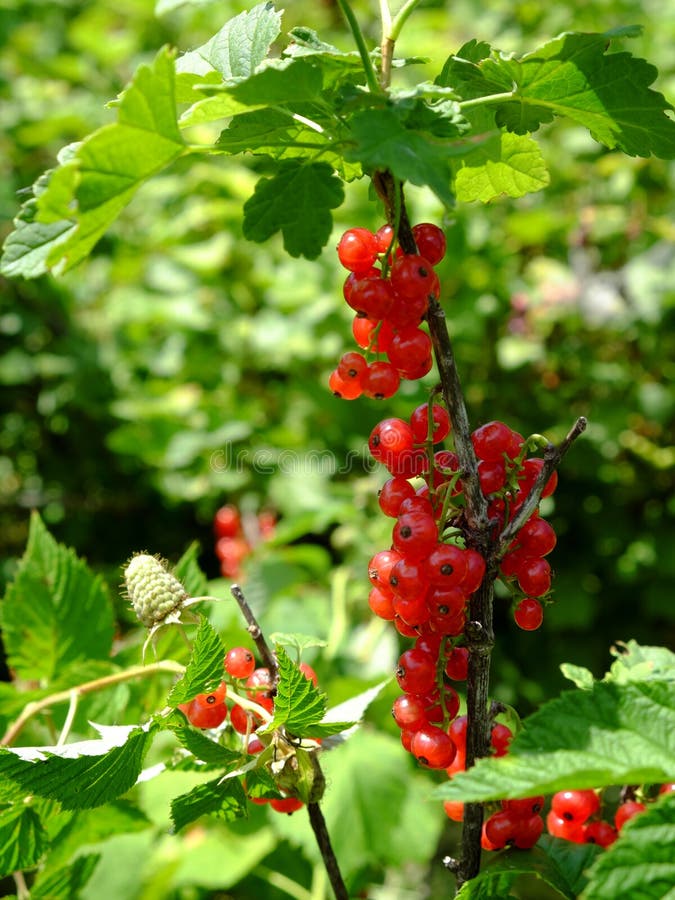 Red currants on branch stock photo. Image of beauty, autumn - 10313640