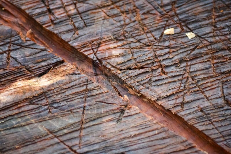Scars on the wood stock photo. Image of tree, plant - 335919818