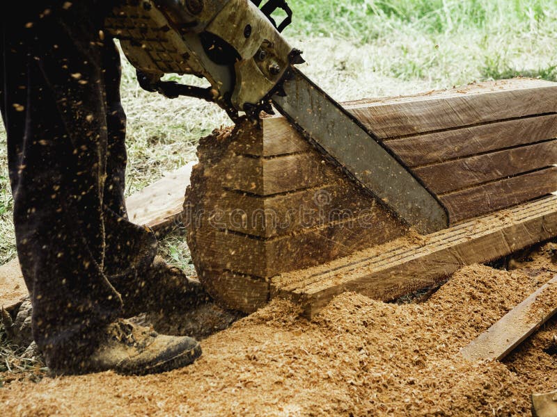 Chainsaw Cutting the Big Tree. Stock Photo - Image of industry, green ...