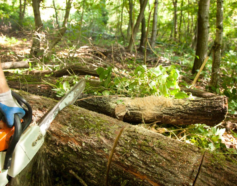Chainsaw cutting wood stock image. Image of nature, outdoors - 18250577