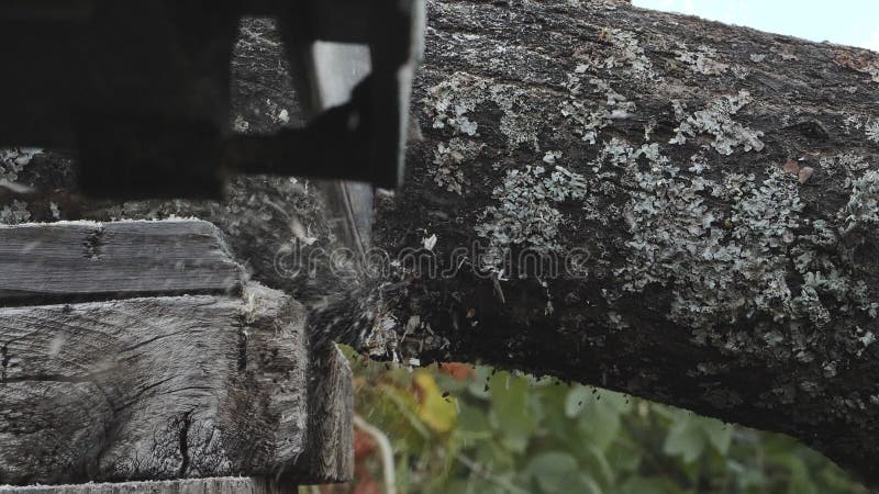 A Chainsaw in Male Hands Saws Logs on the Street in the Yard on a ...