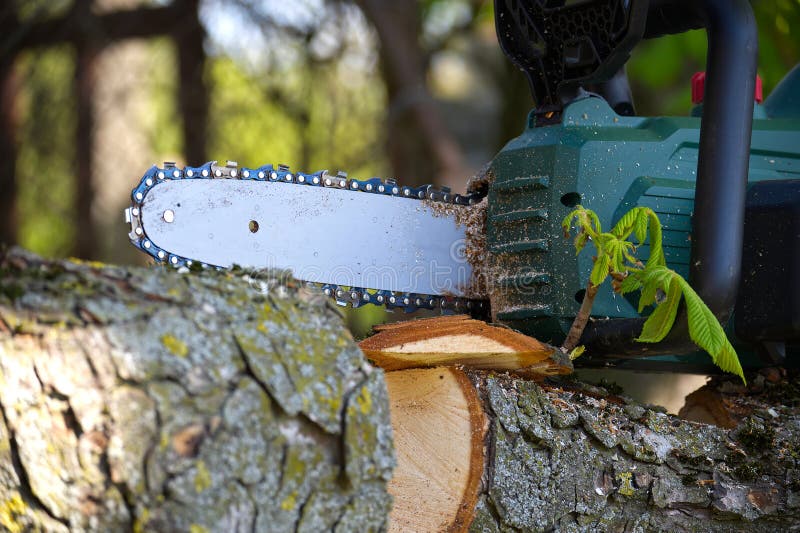 Chainsaw Slices through a Tree Branch, Highlighting the Power of the ...