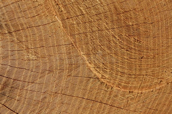 Chainsaw trace on the tree stock image. Image of trace - 130073889