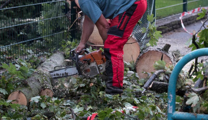 Chainsaw for Tree Cut or Tree Pruning Stock Image - Image of chainsaw ...