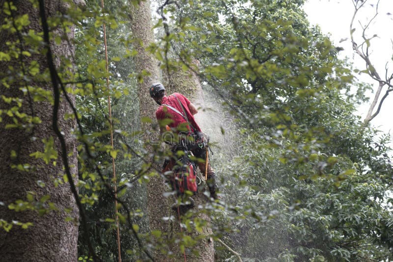 Chainsaw for Tree Cut or Tree Pruning Stock Photo - Image of danger ...